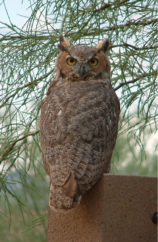 Artfully Musing: October 2011